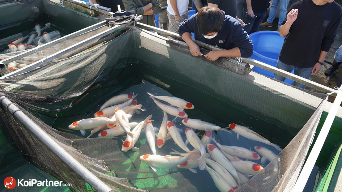 Buying Koi - Koi Fish Export from Japan