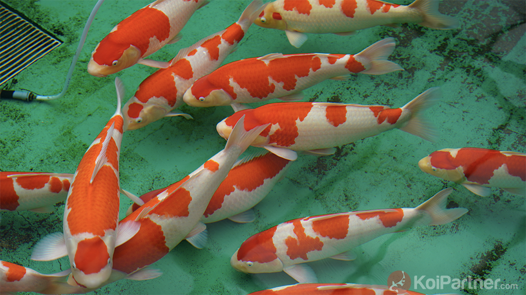 About Us - Koi Fish Export from Japan